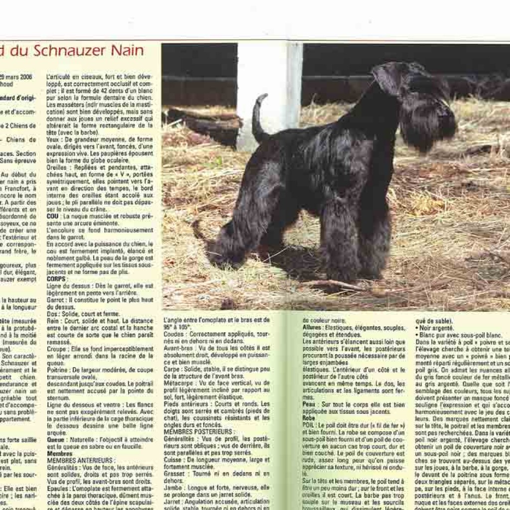Schnauzers dans les magazines | Élevage May In Black | Essonne (91)
