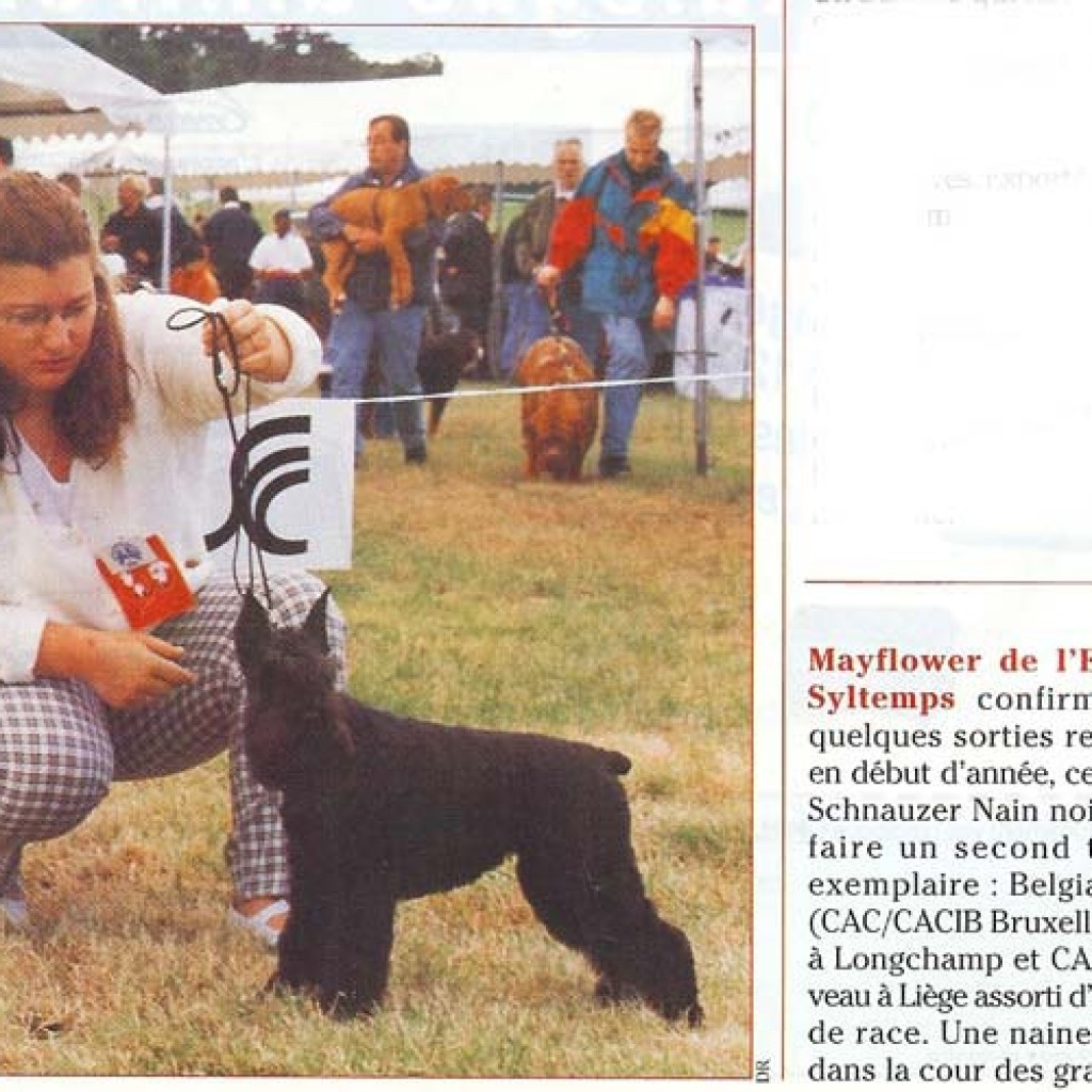 Schnauzers dans les magazines | Élevage May In Black | Essonne (91)
